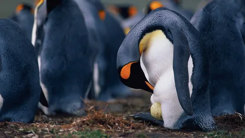 Daily Bing Wallpaper - DailyBing.com
